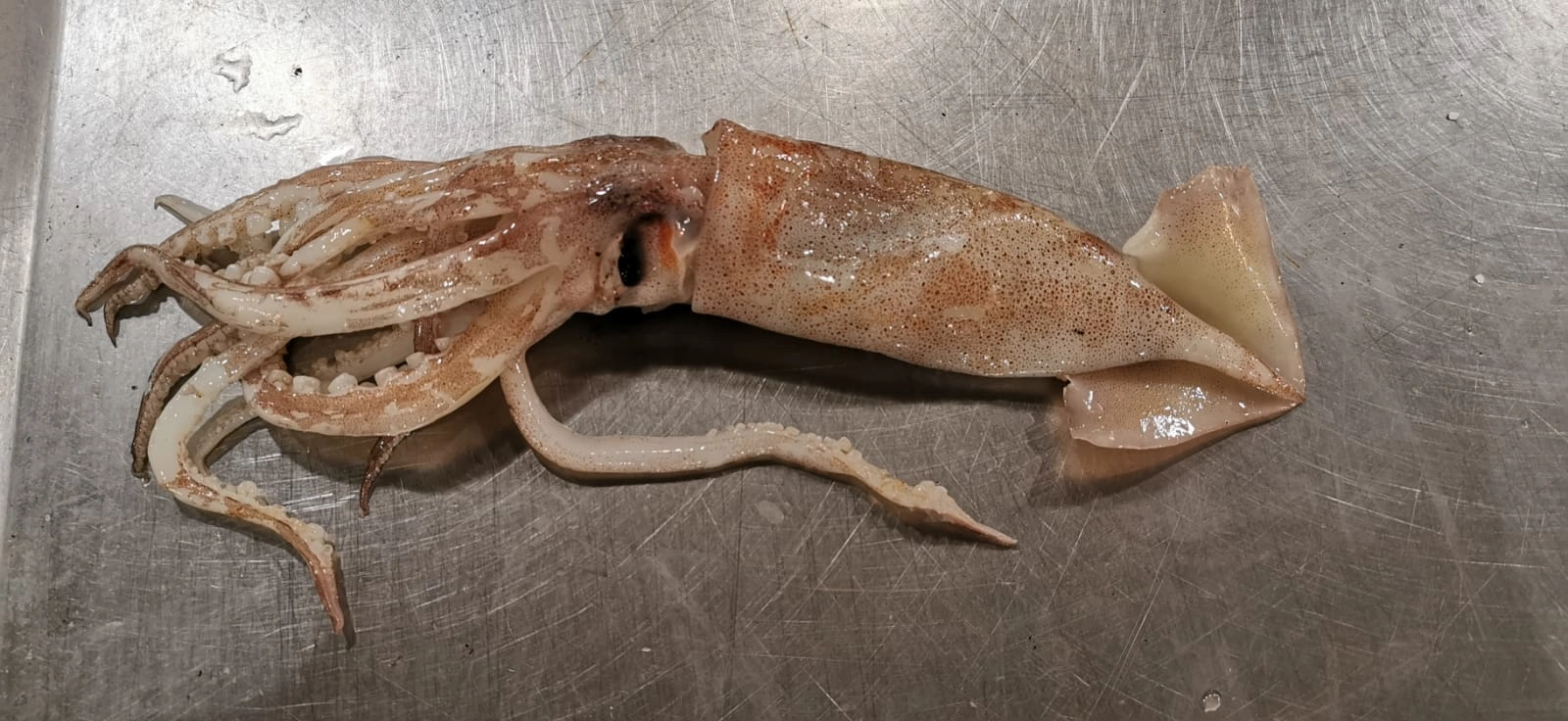 Kalamar Balığı nedir? Özellikleri nelerdir? Yenir mi?